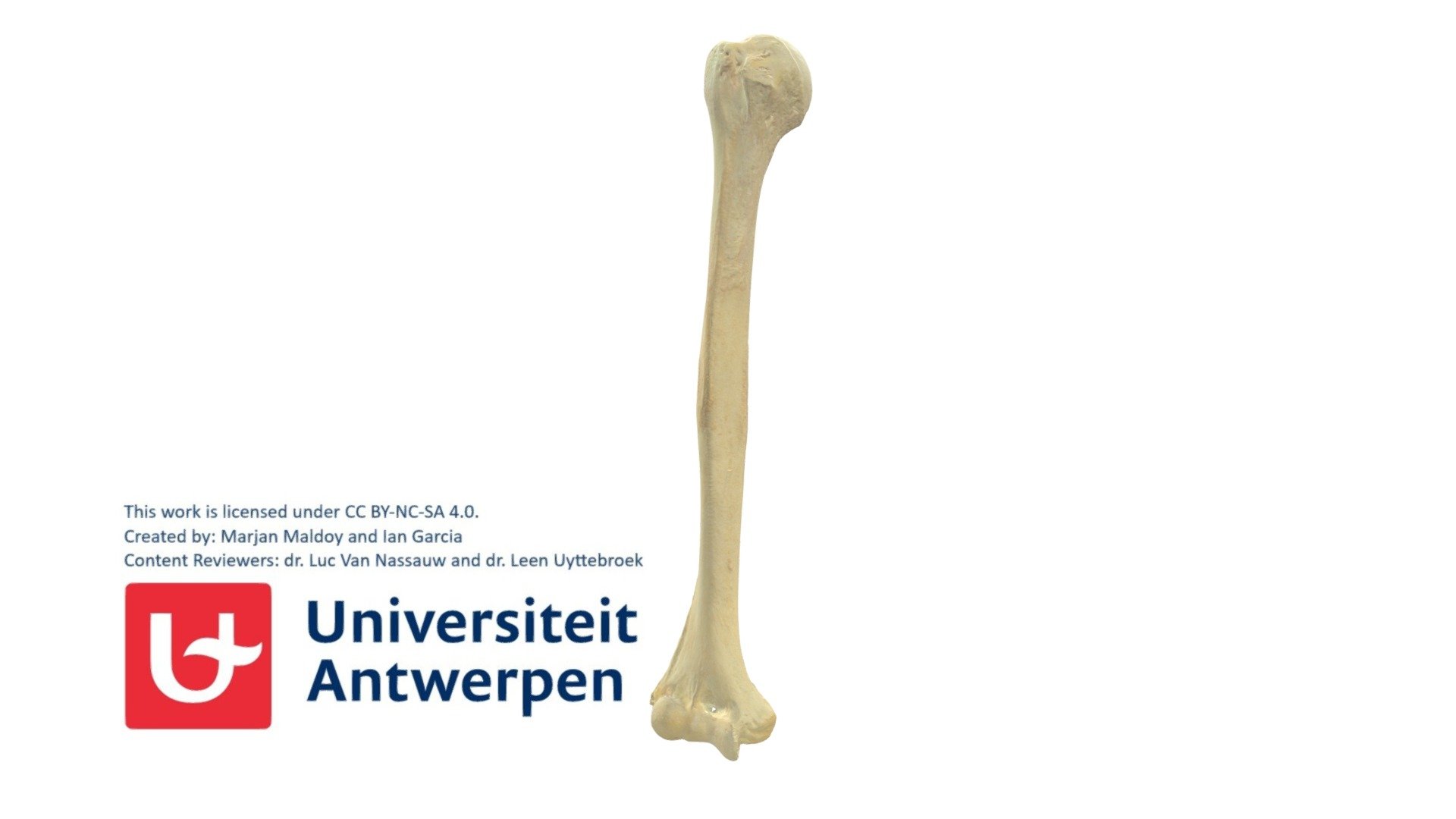 Humerus R - diafyse-met annotaties - 3D model by Universiteit Antwerpen ...