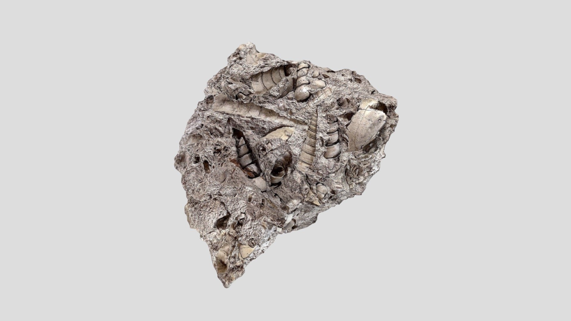 Portland Roach Stone/Aptyxiella Portlandica - Download Free 3D model by ...