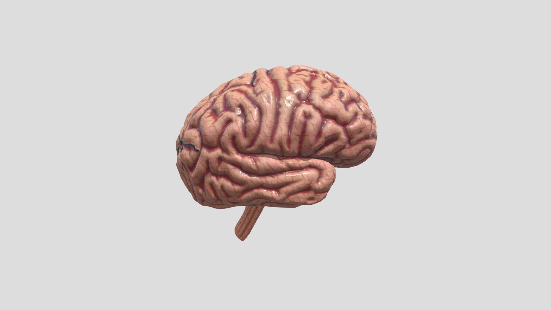 Human Brain Model by Yash_Dandavate - 3D model by aria.i (@aipe1 ...