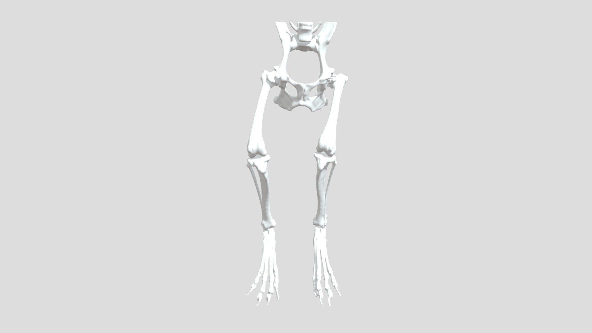 Dog Pelvic Limb - 3D model by andrejayr [9db7054] - Sketchfab