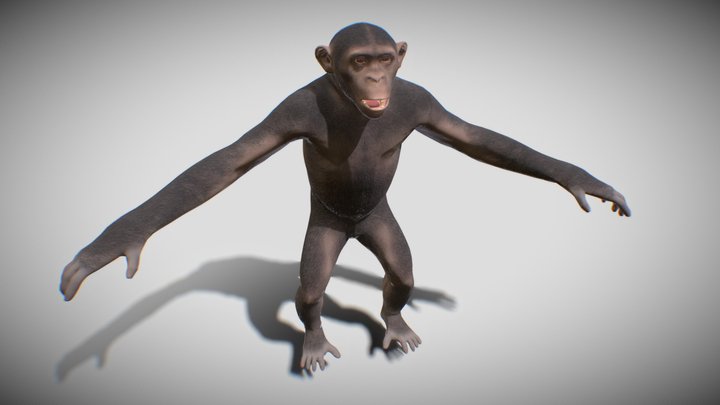 Chimpanzee 3D models - Sketchfab