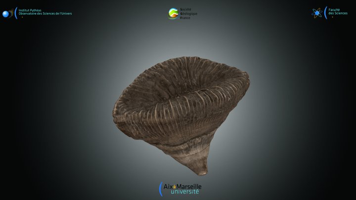Cnidaria 3D models - Sketchfab