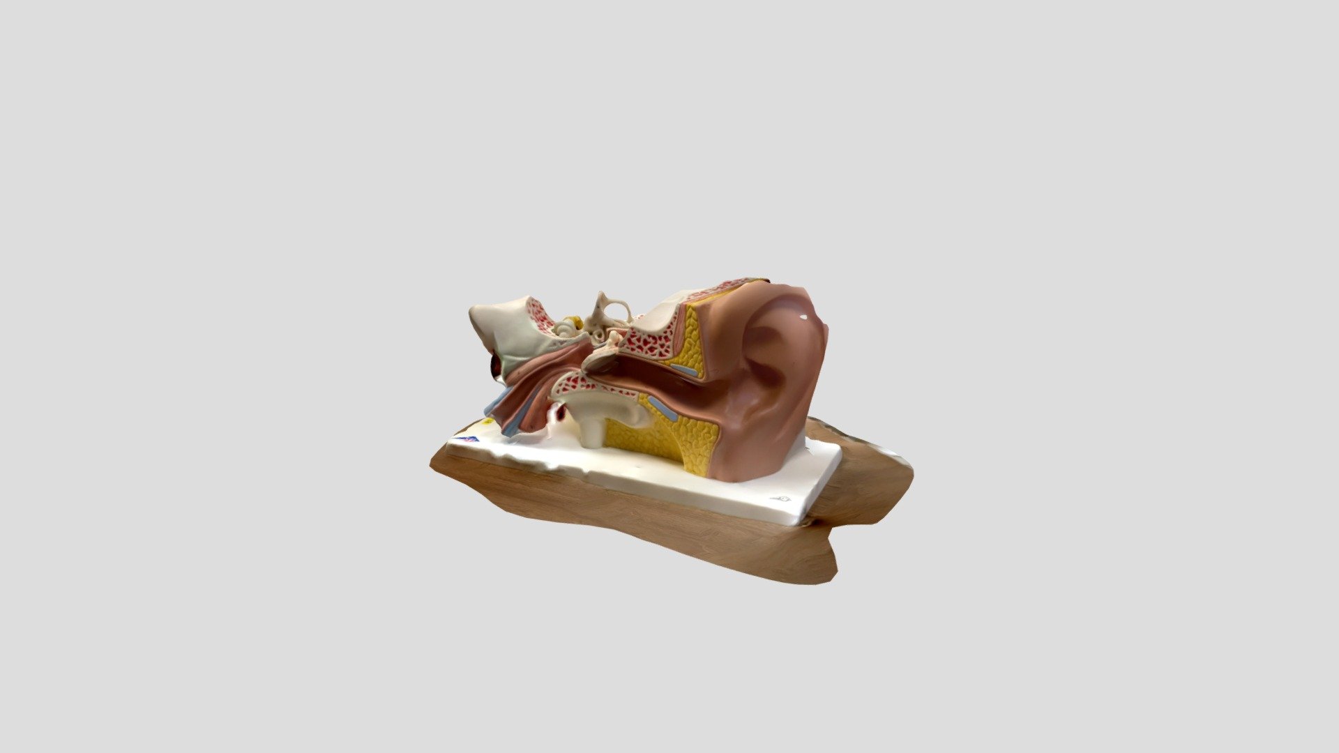 Ear - 3D model by CLTE Edtech User9 (@eyeNear) [9dc4964] - Sketchfab
