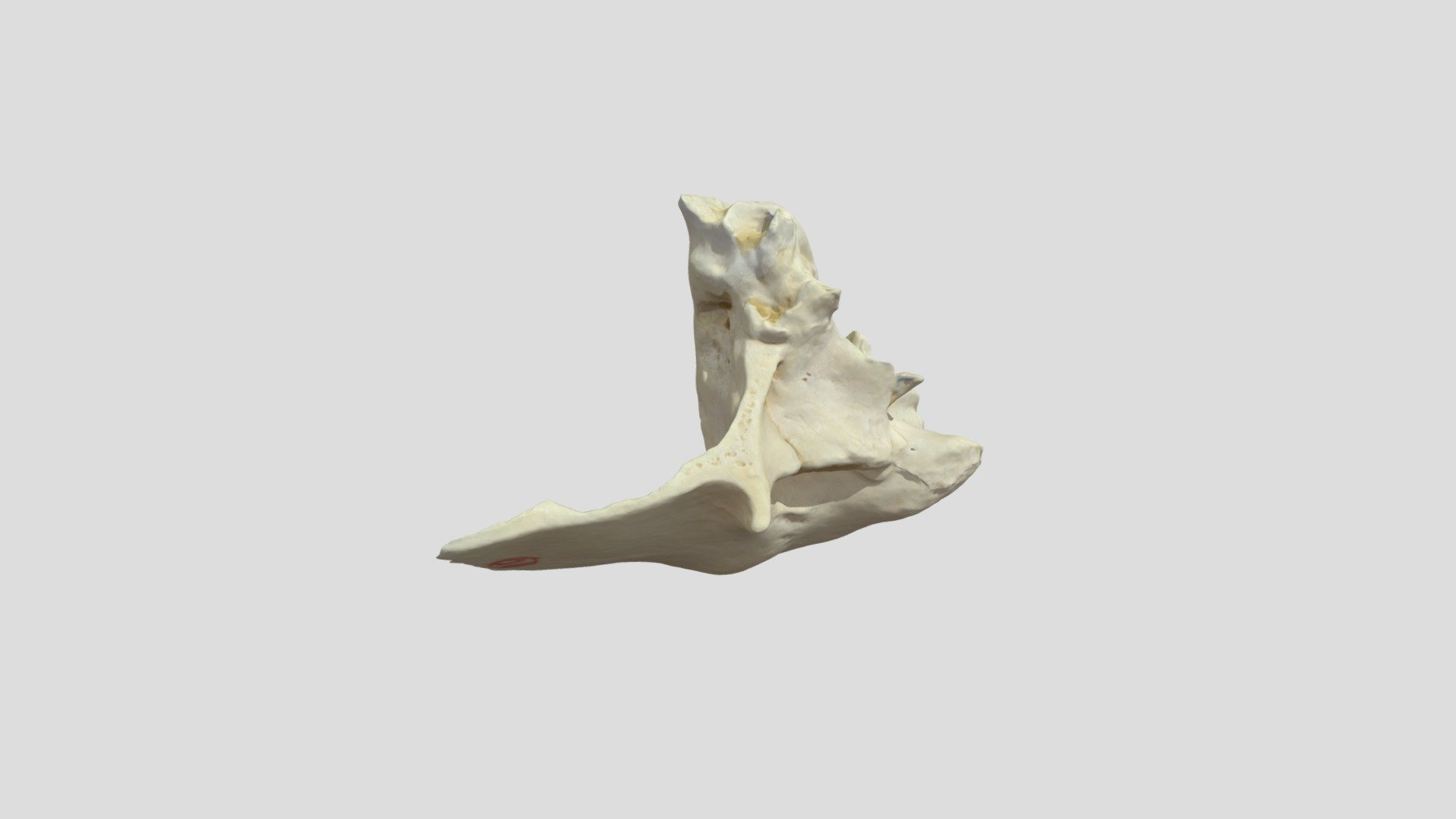 Temporal Bone - 3D model by clinoid [9dcfad9] - Sketchfab
