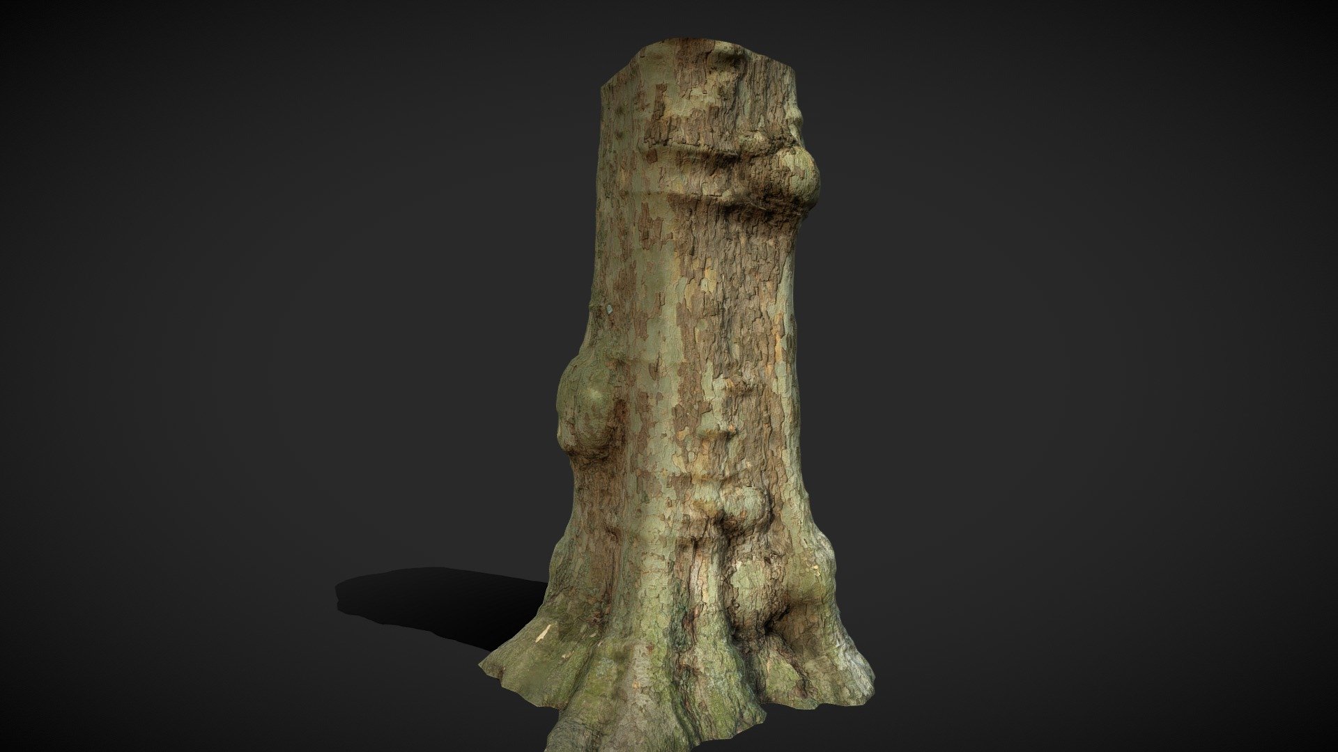 Tree Trunk 16k Texture - 3D model by Christians - The Survey Company ...