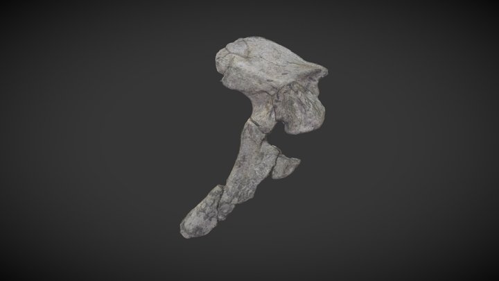 Archosaur 3D models - Sketchfab