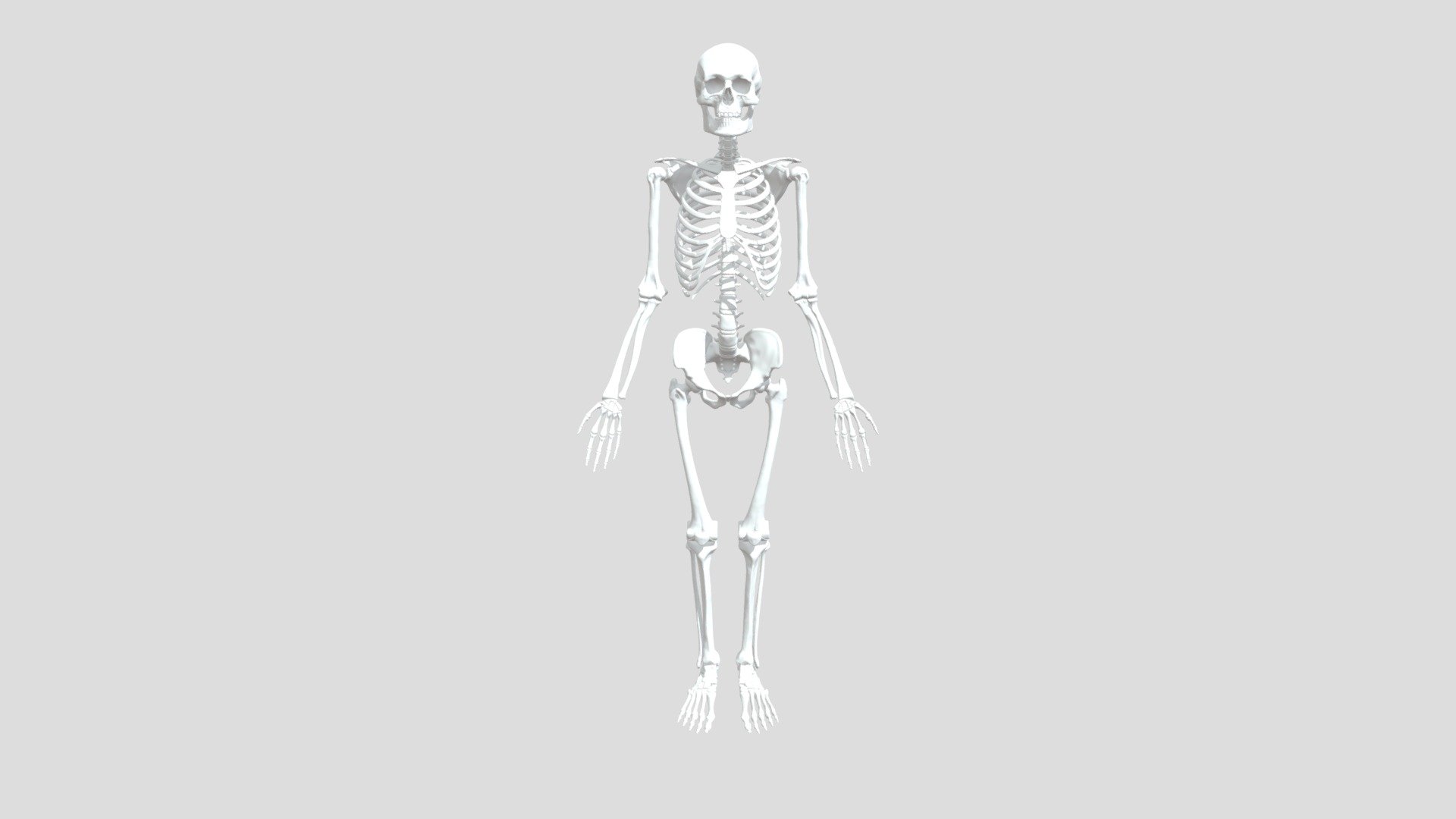 Skeleton Study - 3D model by adverma707 [9ddba44] - Sketchfab