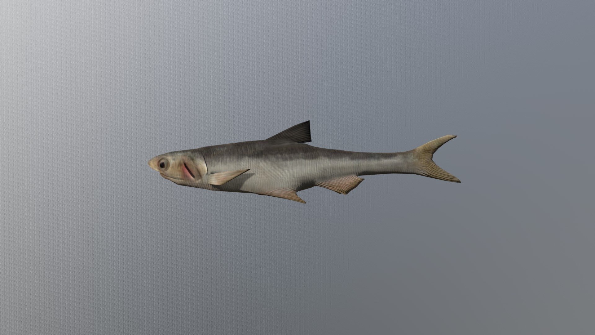 Anchovy - Buy Royalty Free 3D model by 3dlowpoly [9de0412] - Sketchfab ...