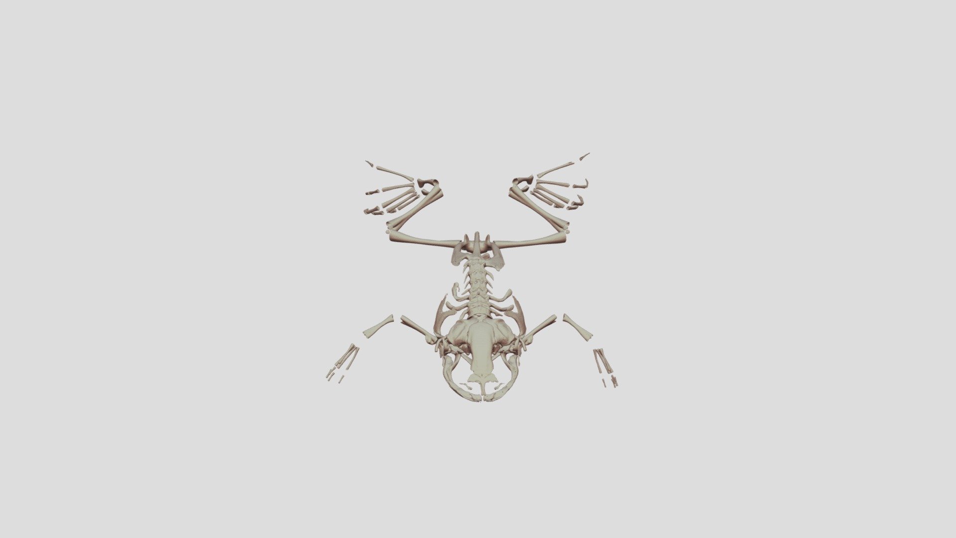 Skeleton of Xenopus laevis (female) - Download Free 3D model by ...
