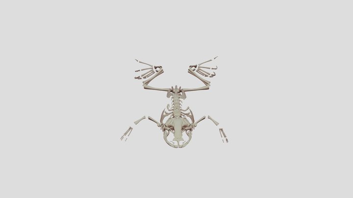 Toad 3D models - Sketchfab