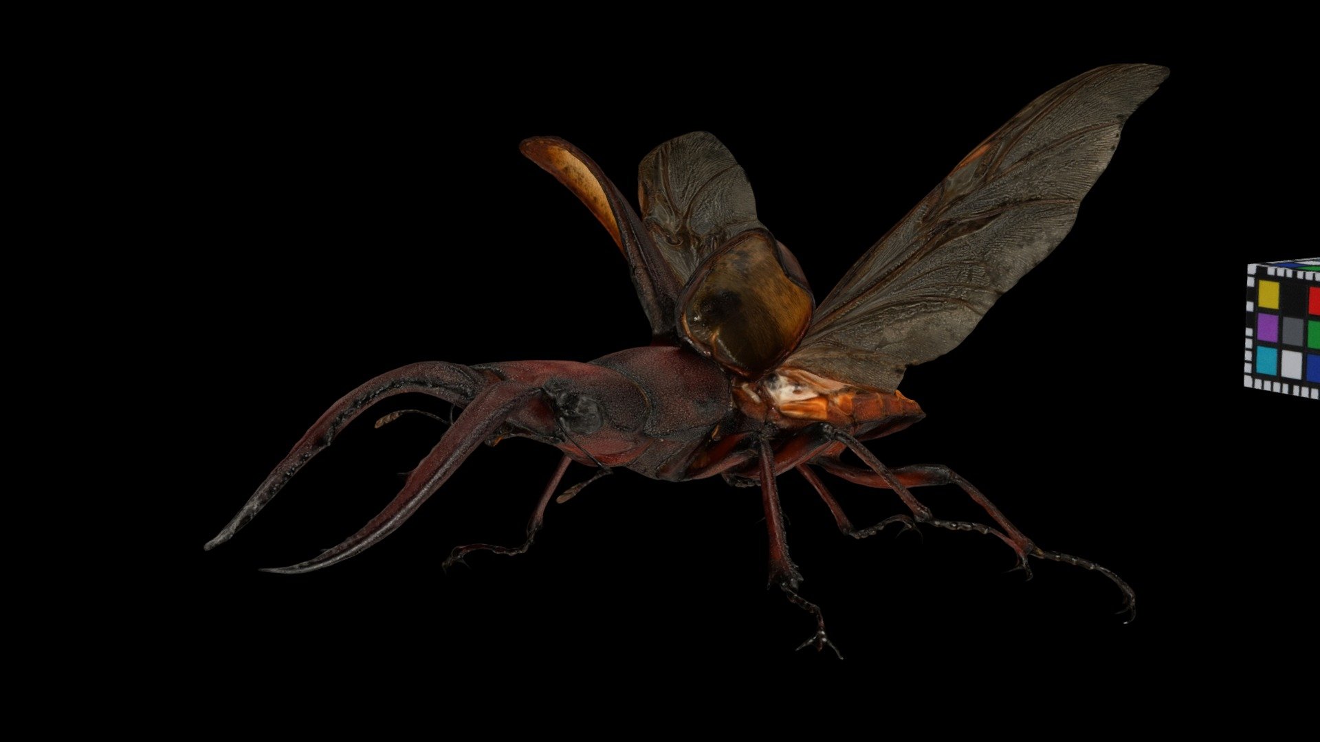 ノコギリクワガタ ♂ Sawtooth Stag (Wings transparent) - 3D model by ffish.asia ...