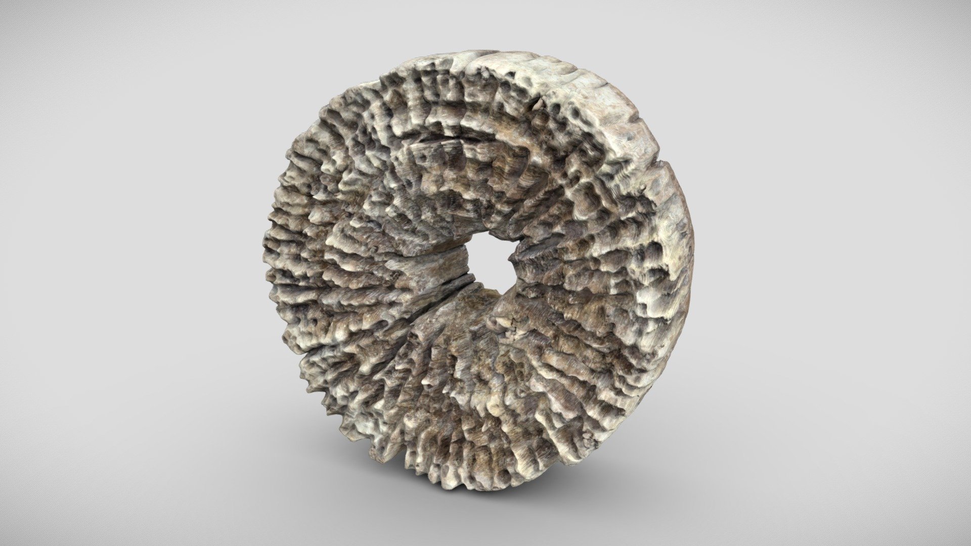 Cypress Quern Wheel - Download Free 3D model by SCDNR-HTP [9dea87b ...