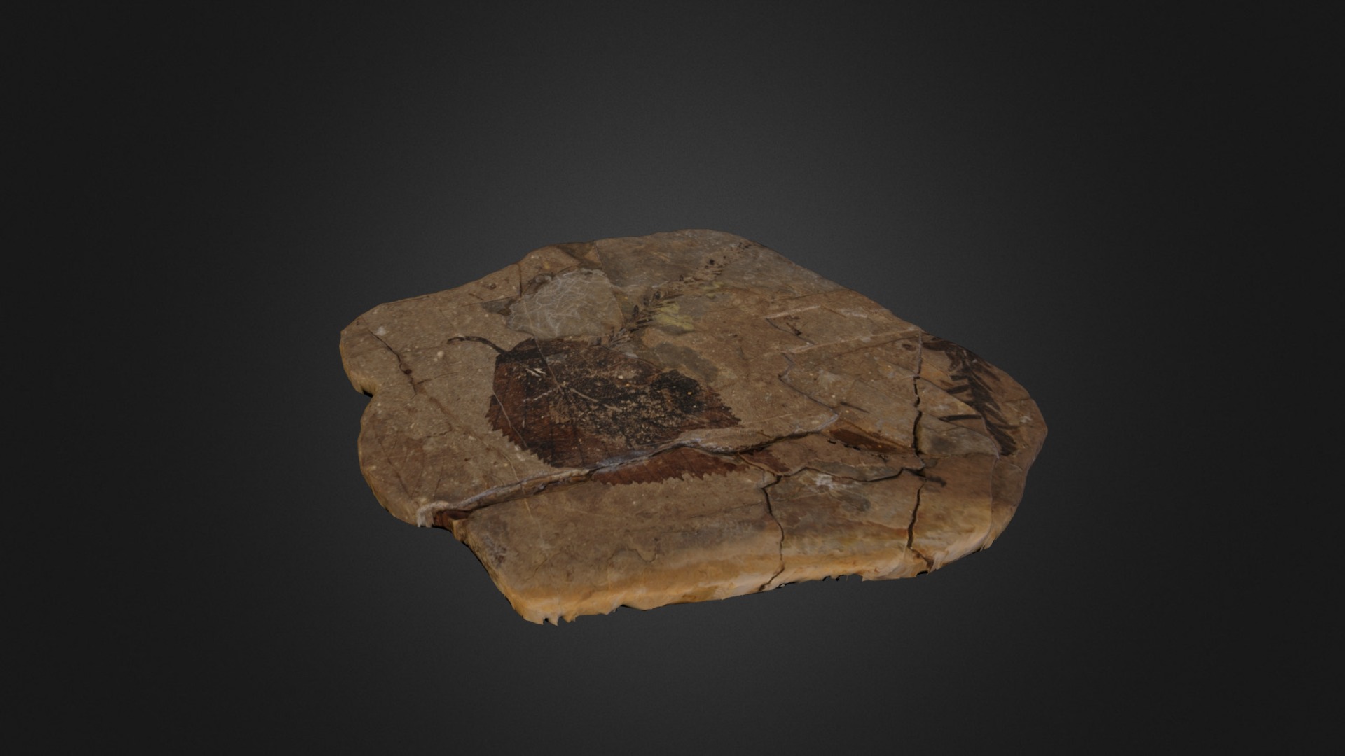 BEECH LEAF - 3D model by 3D Fossils (@conqueror78) [9dec3f2] - Sketchfab