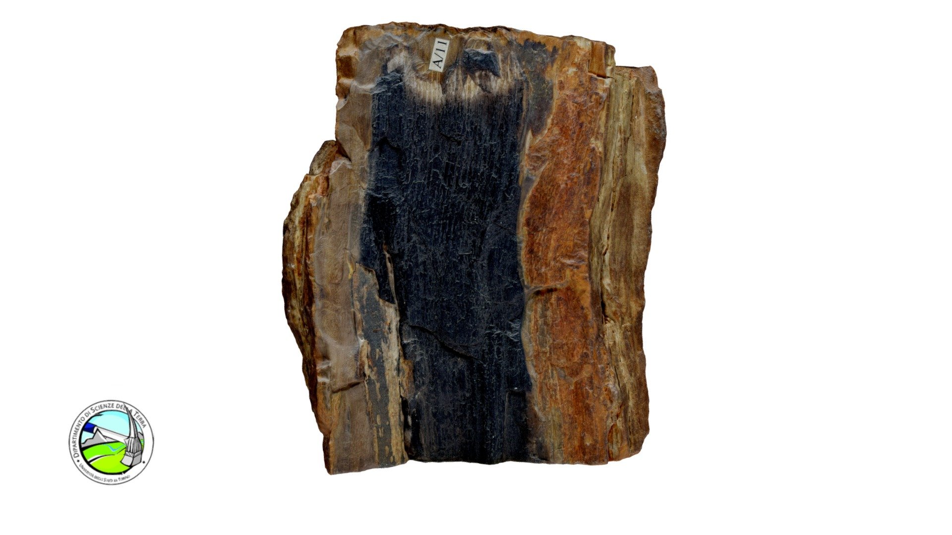 Tronco Silicizzato - 3D model by Dipartimento di Scienze della Terra ...