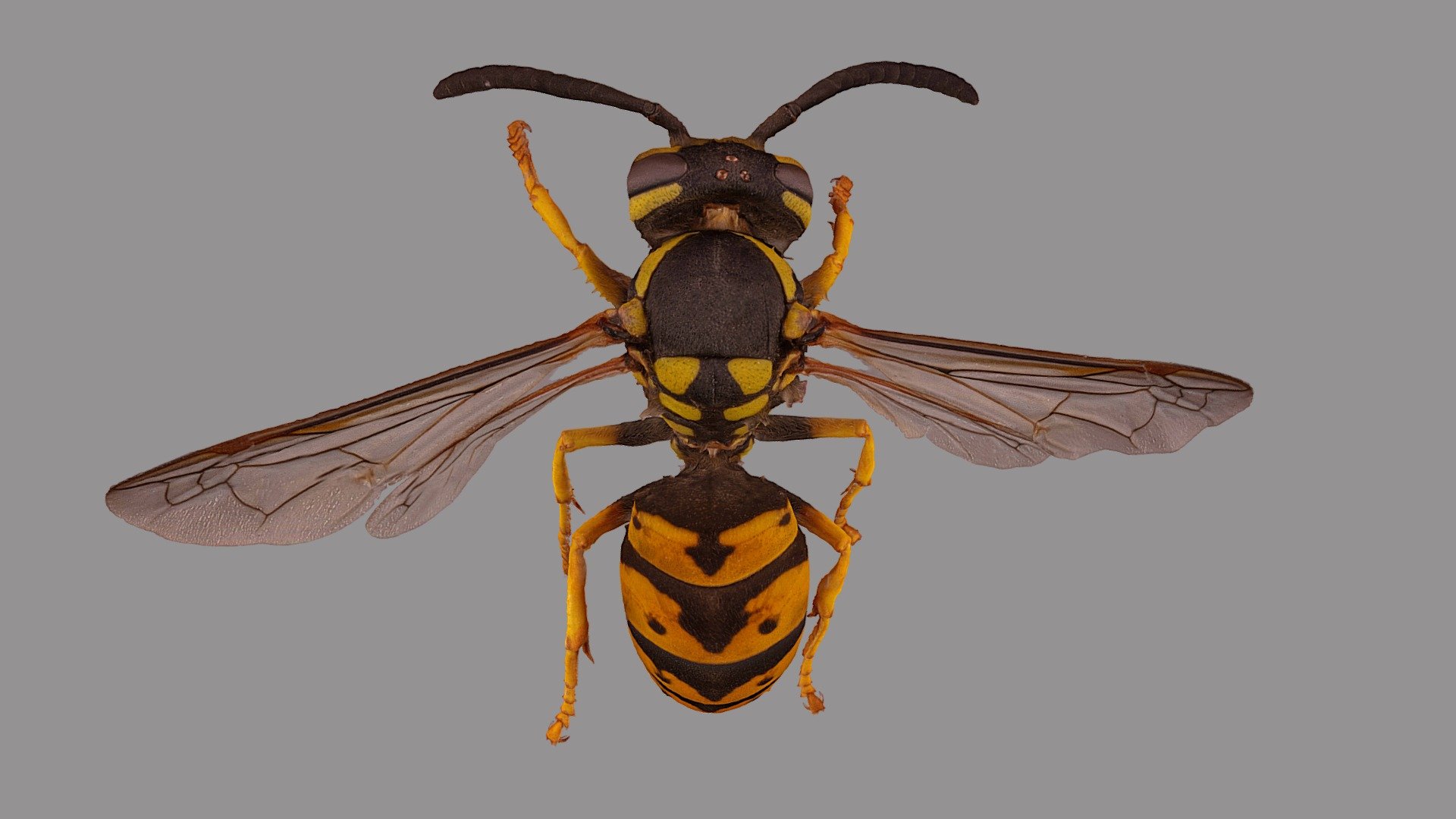 Vespula germanica - 3D model by VirNat [9df1aad] - Sketchfab