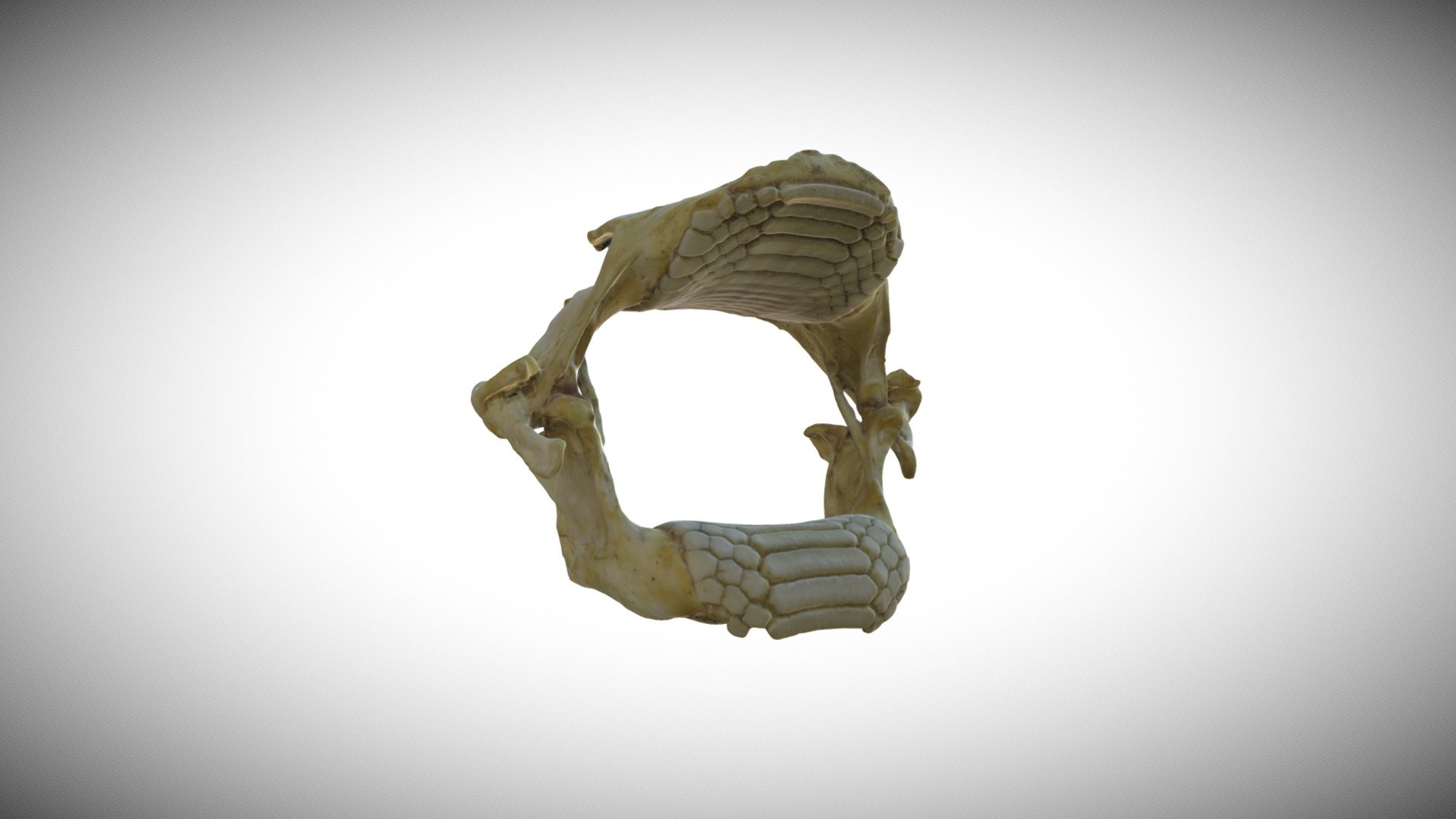Bat ray - 3D model by California Academy of Sciences (@calacademy ...