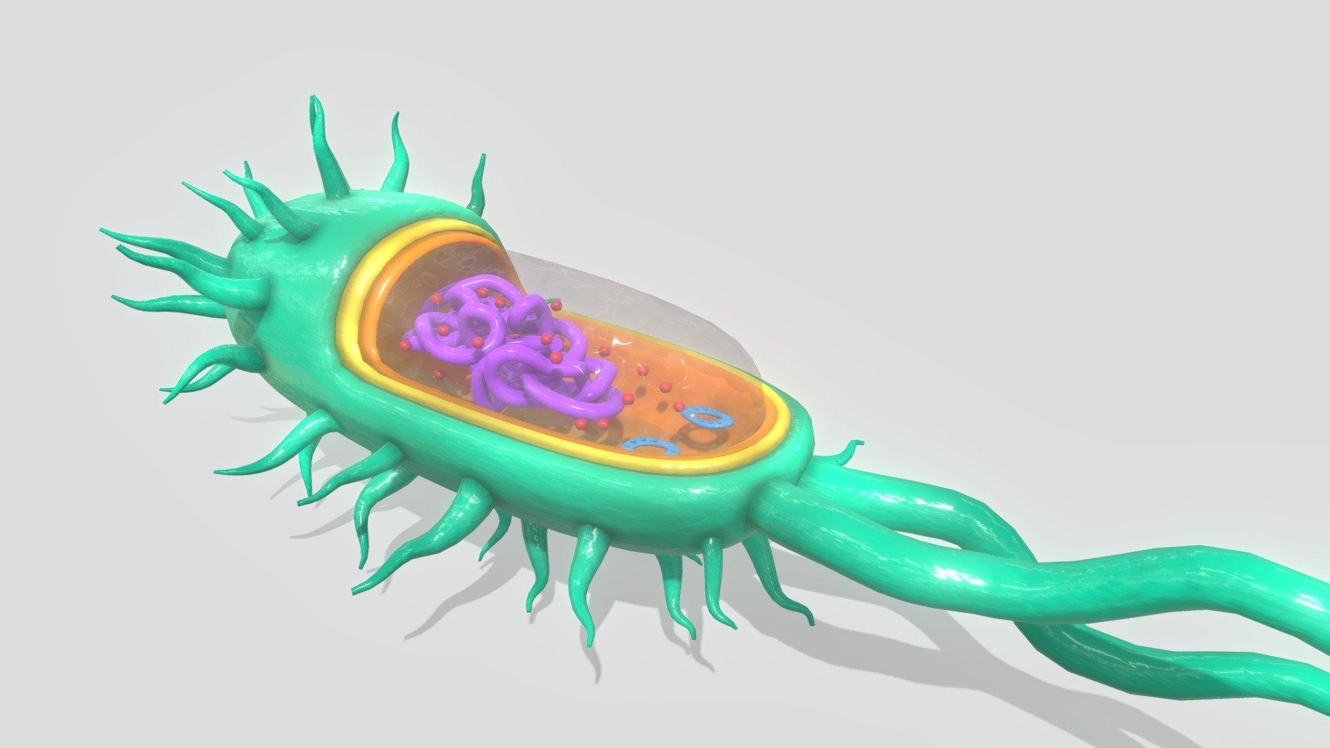 Bacteria Cell - 3D model by Muhd Hazwan (@hazwan02) [9e0b6a2] - Sketchfab