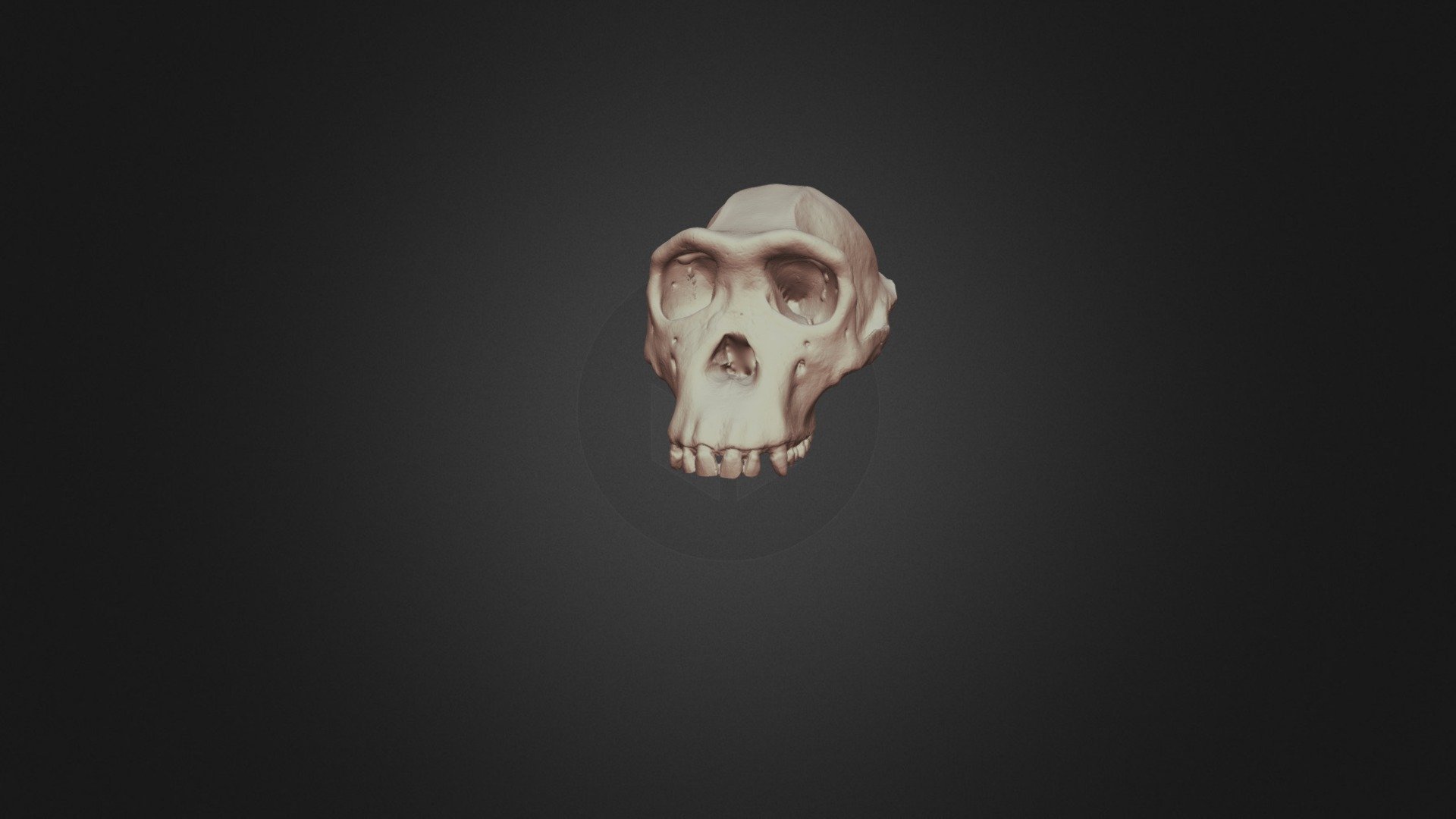 Pan troglodytes (Chimp) skull - 3D model by Binghamton Anthropology ...