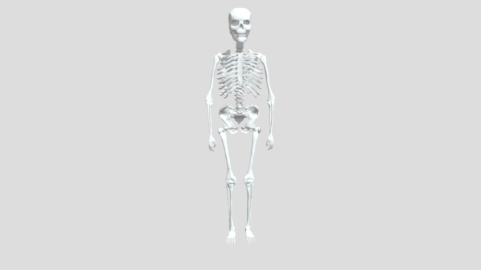 The Skeleton - Download Free 3D model by Deniz Kanat (@denizkanat ...