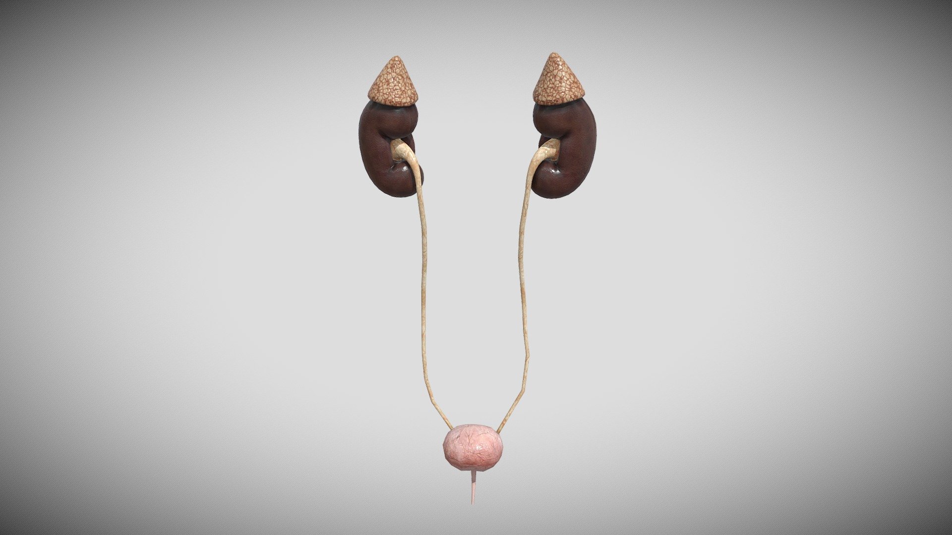 Human-Urinary System - 3D model by 1225659838@qq.com (@Novaky) [9e18465 ...