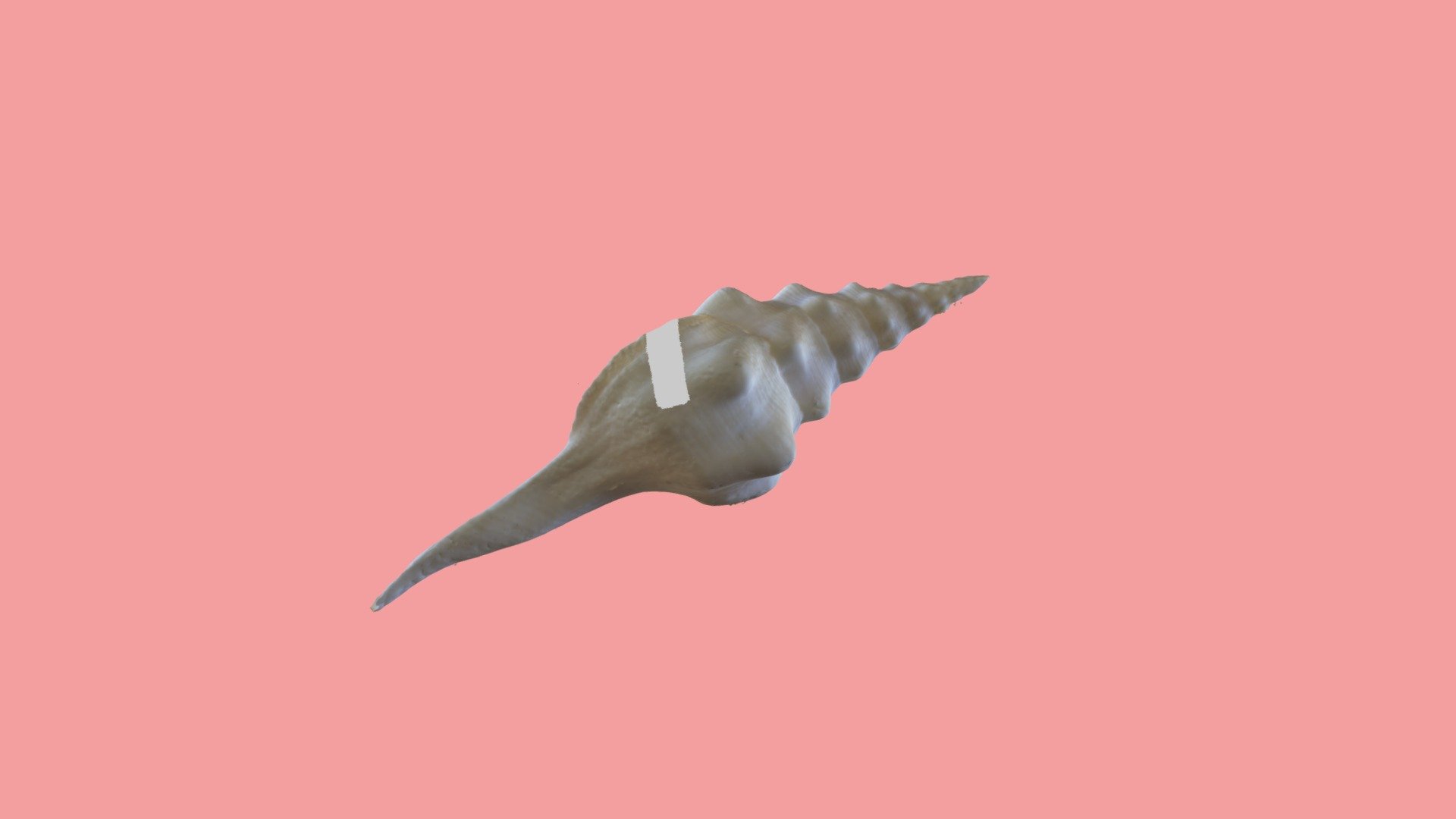 Shell - 3D model by thayersgalloway [9e20703] - Sketchfab