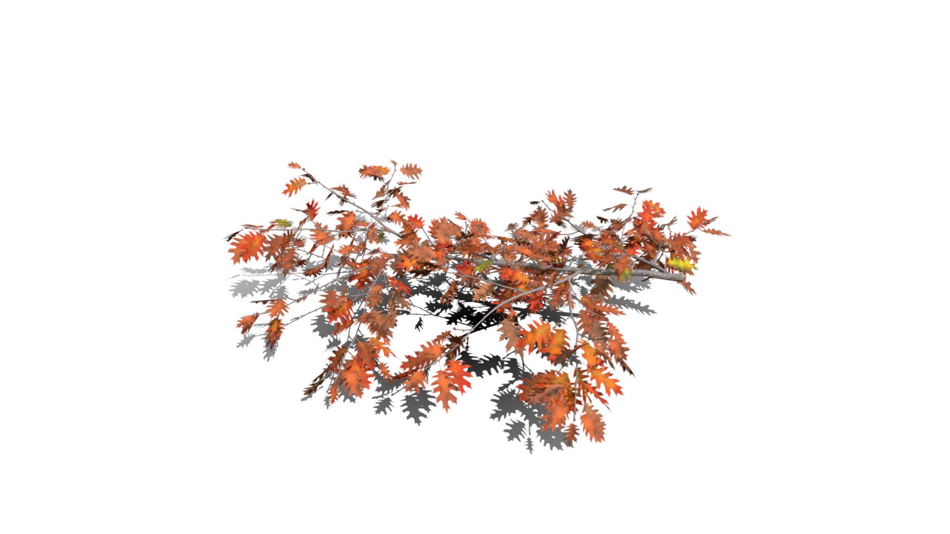 Realistic HD Northern red oak branch (2/3) - Download Free 3D model by ...
