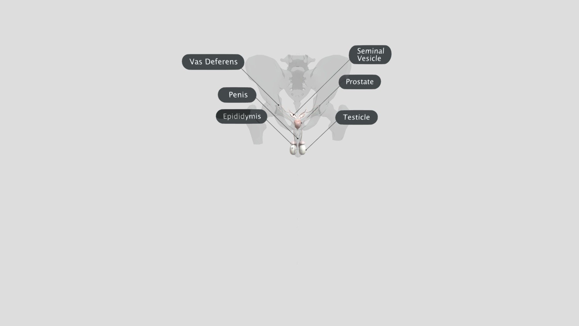 Male Reproductive System - Download Free 3D model by brianj.seely ...