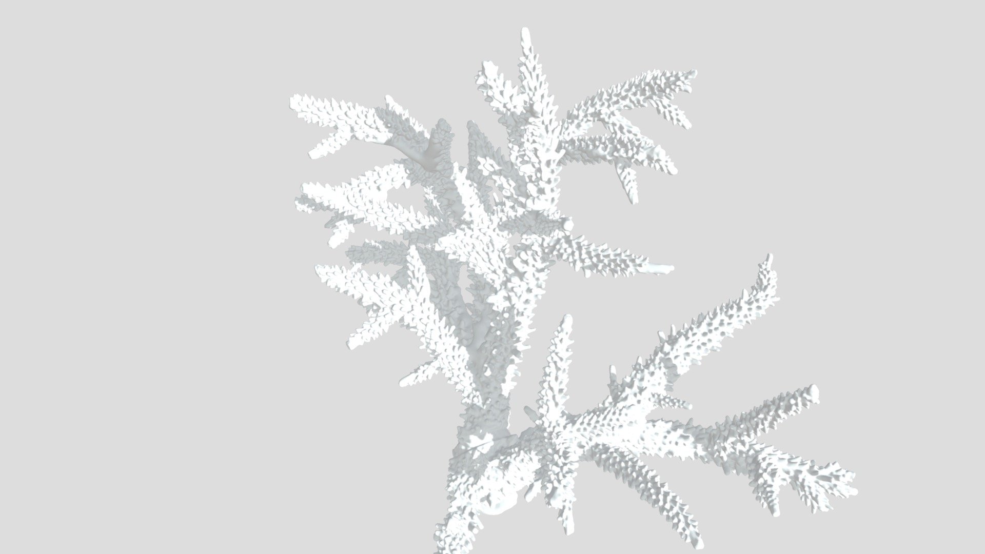 ACROPORA1 - Download Free 3D model by Kyle (@kmorgan) [9e2ded5] - Sketchfab
