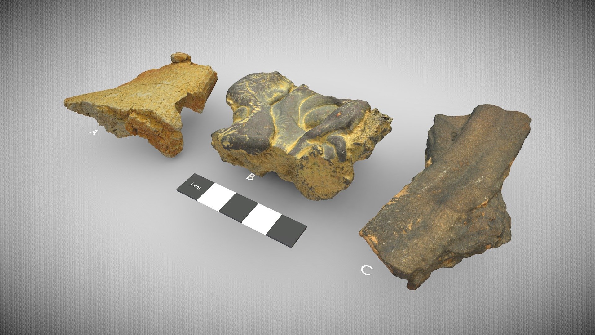 Mystery objects (palaeontology) - 3D model by UQ School of Earth and ...