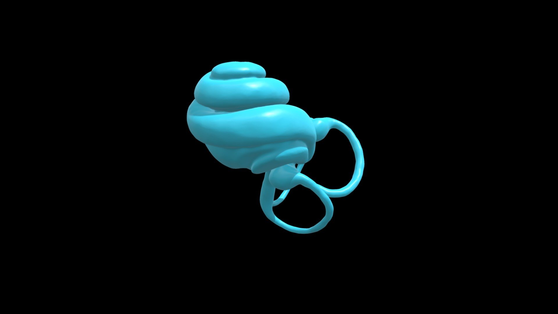 Eptesicus fuscus (big brown bat) cochlea - 3D model by jpeter99 ...