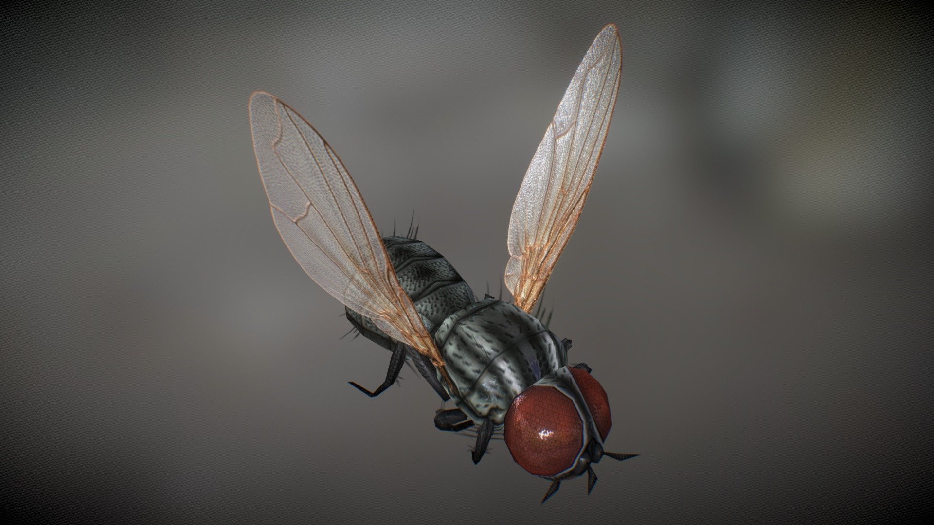 Housefly 01, Flying - 3D model by hinxlinx [9e3216d] - Sketchfab