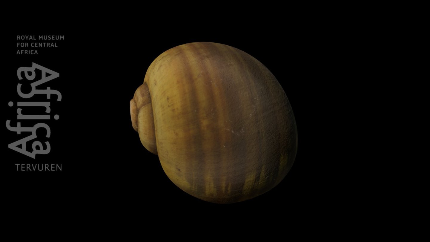 Pila ovata dartevellei - 3D model by Royal Museum for Central Africa (@africamuseum) [9e33481 ...