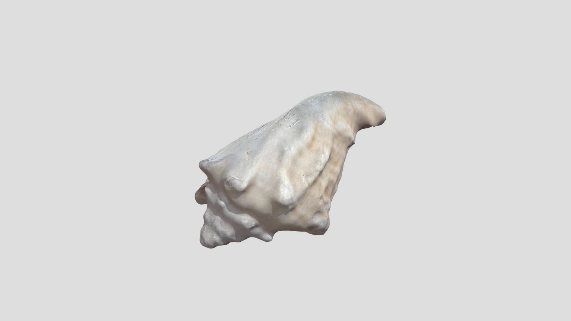 SeaShell - Download Free 3D model by saylorcaruso4 [9e38a3d] - Sketchfab