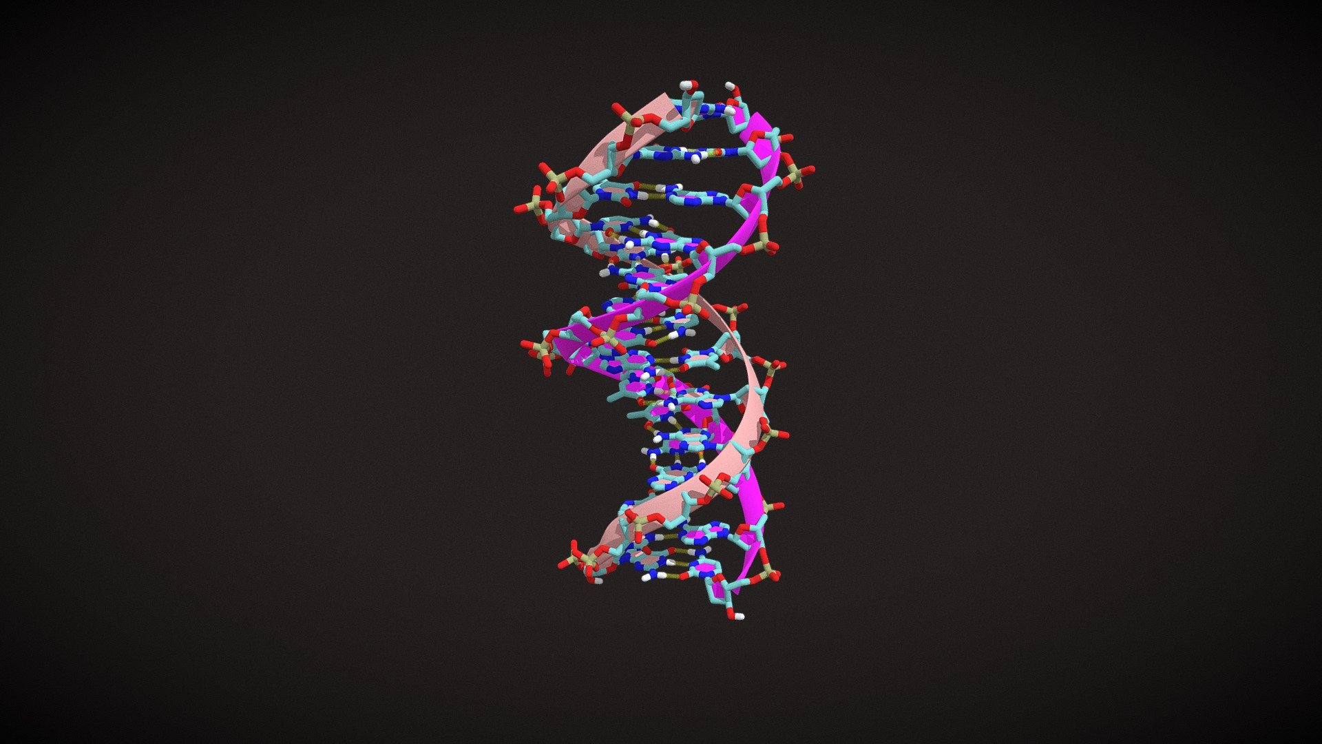 B-DNA, ribbon and sticks models - Download Free 3D model by gvsuchem ...