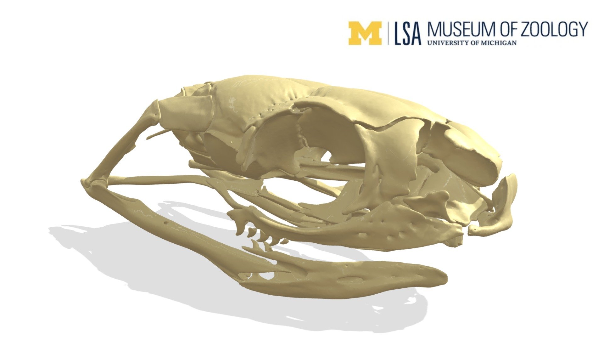 Egg eater skull - 3D model by Michigan Herpetology (UMMZ ...