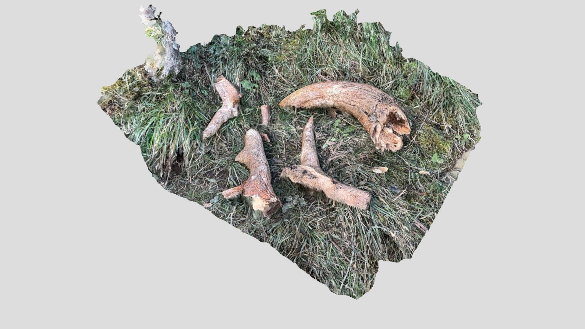 Auroch - Download Free 3D model by Commendium (@roowalters) [9e49197 ...