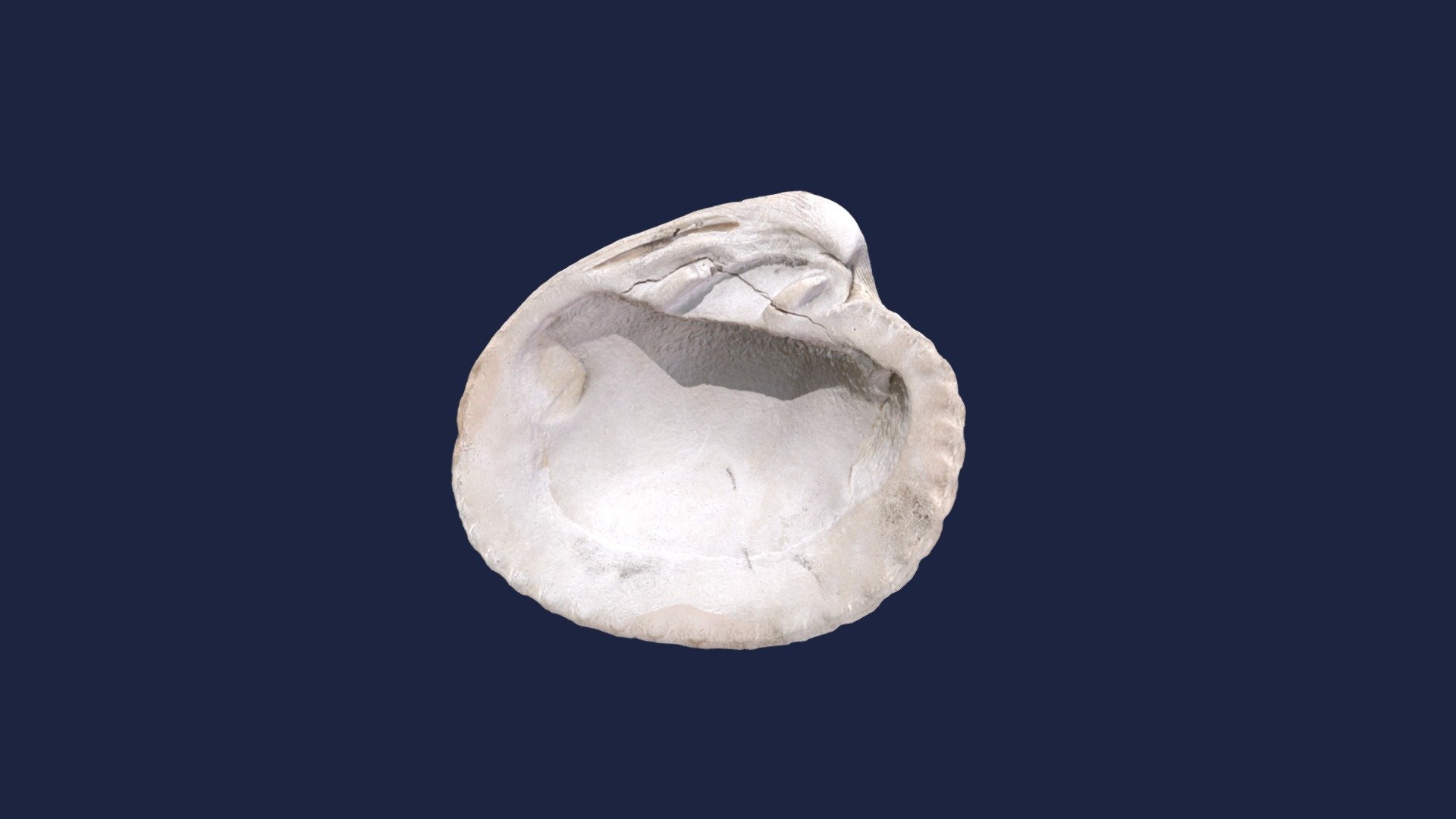 Venericor planicosta - Buy Royalty Free 3D model by Shellie Luallin ...