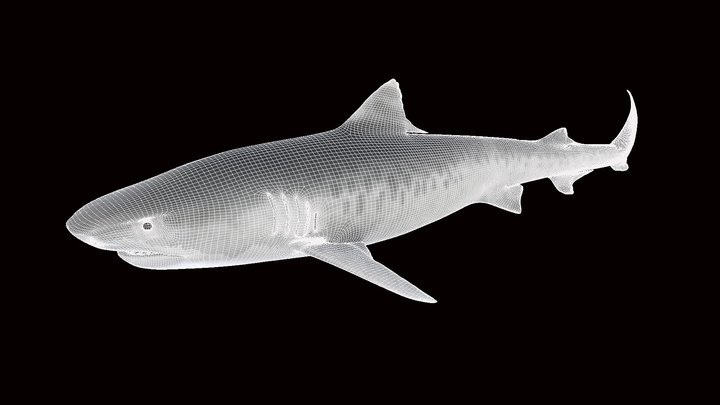 Sharks 3D models - Sketchfab