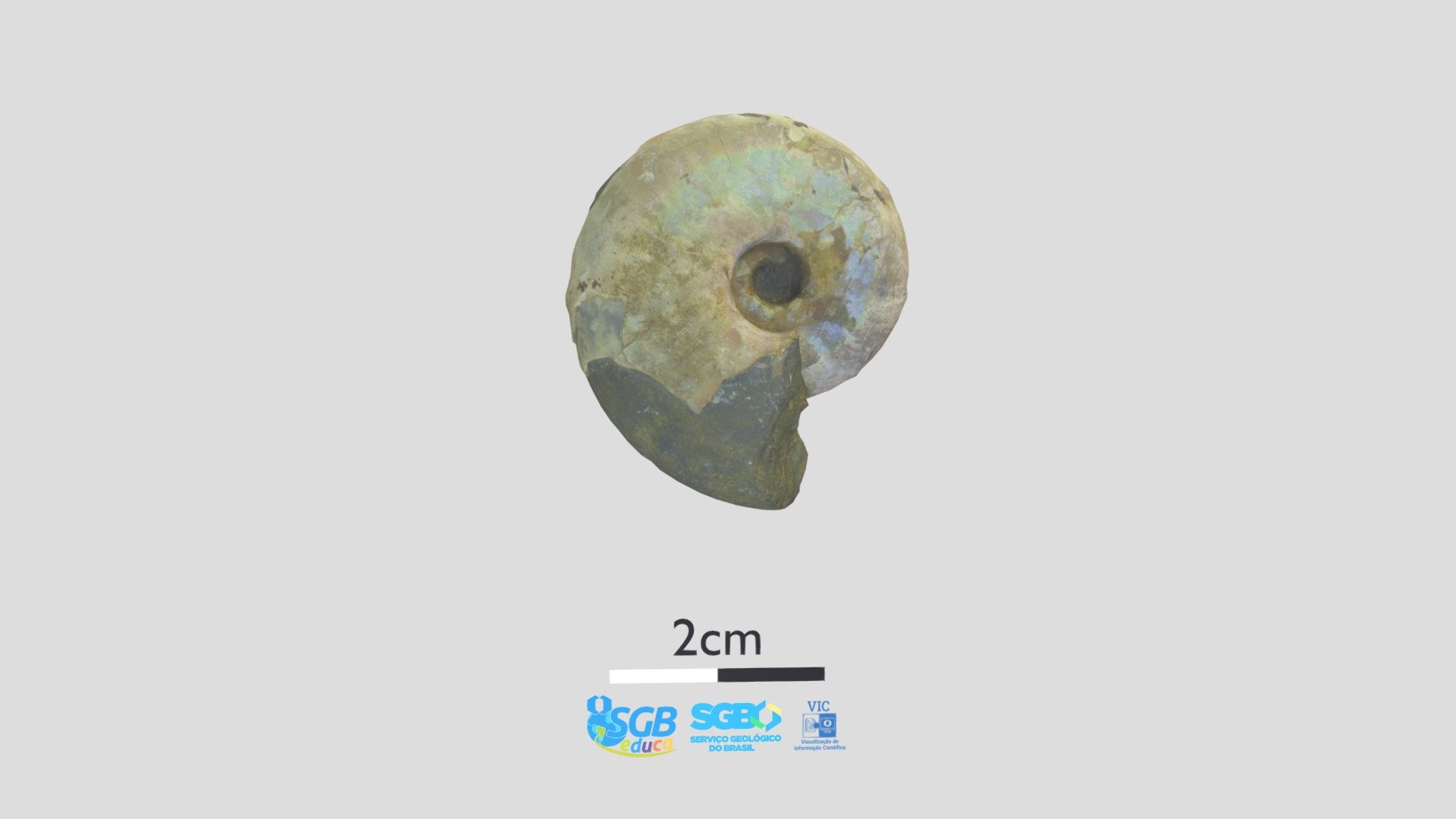 Amonite - 3D model by SGB_OS [9e56aea] - Sketchfab