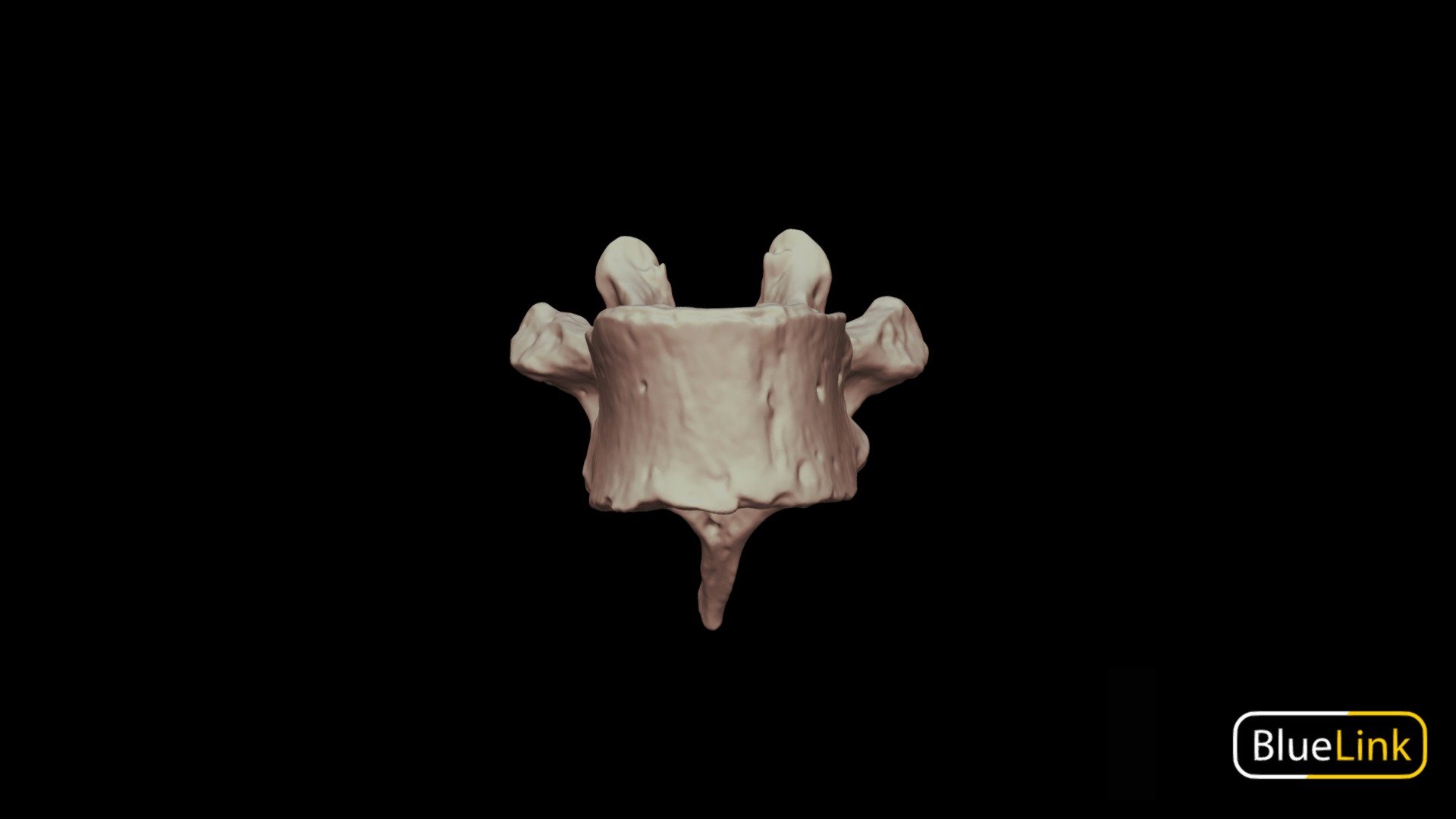 Thoracic Vertebrae - T8, Labeled - 3D model by Bluelink Anatomy ...