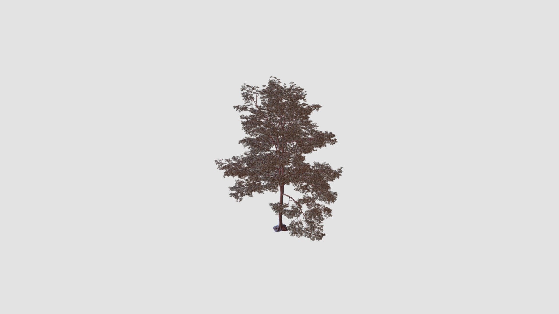 tree - Buy Royalty Free 3D model by Evermotion [9e5bfe4] - Sketchfab Store