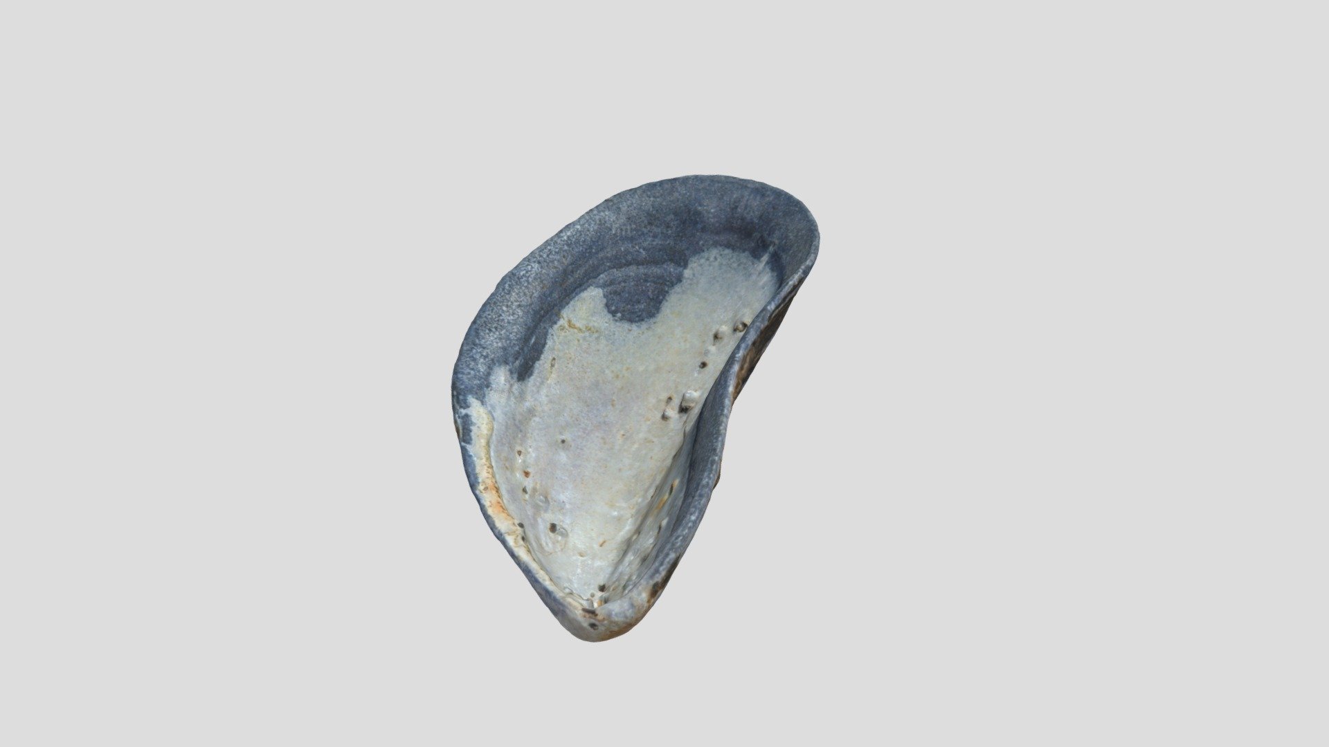 Blue Mussel Shell - Mytilus edulis - Download Free 3D model by ...