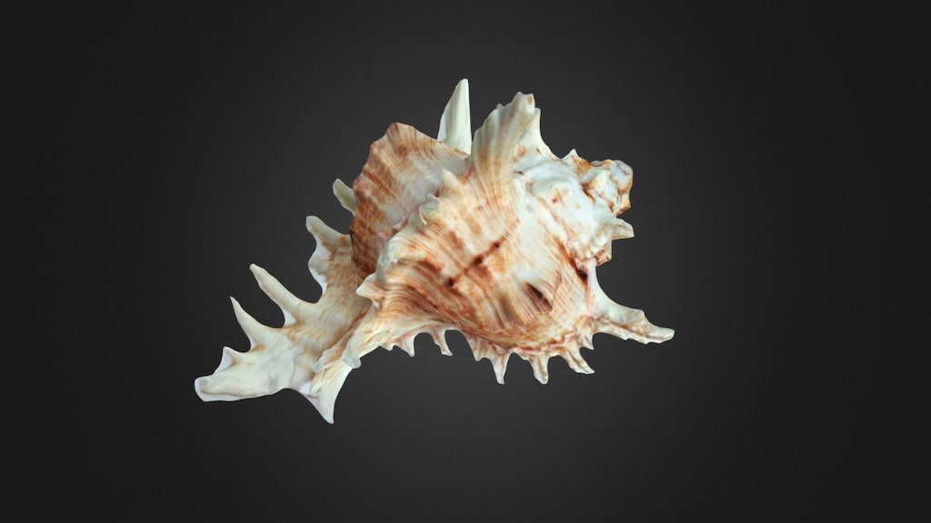 SHELL - 3D model by andreyzotov [9e5e3c8] - Sketchfab