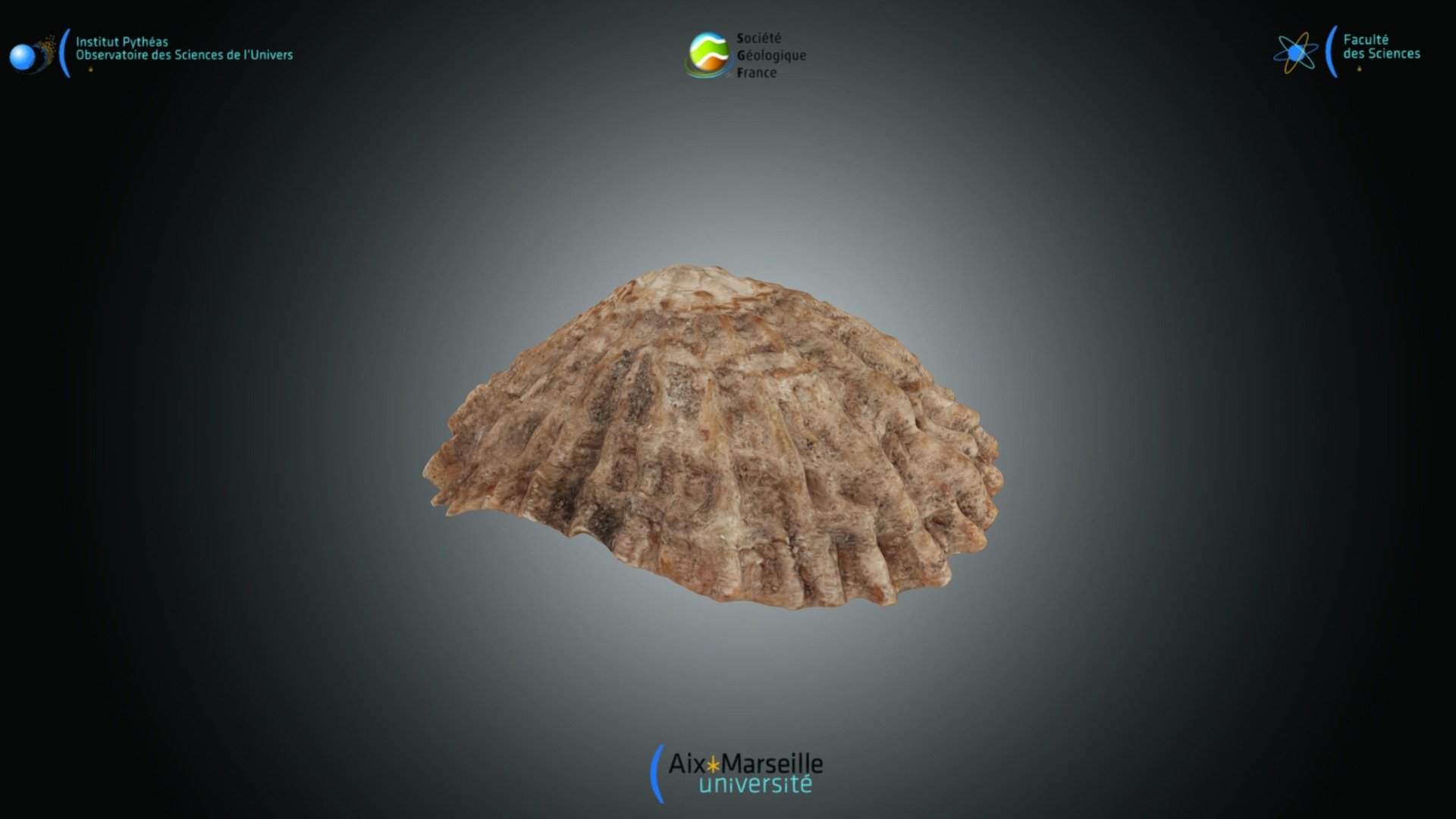 Gastéropode - Patella sp. - Download Free 3D model by Société ...