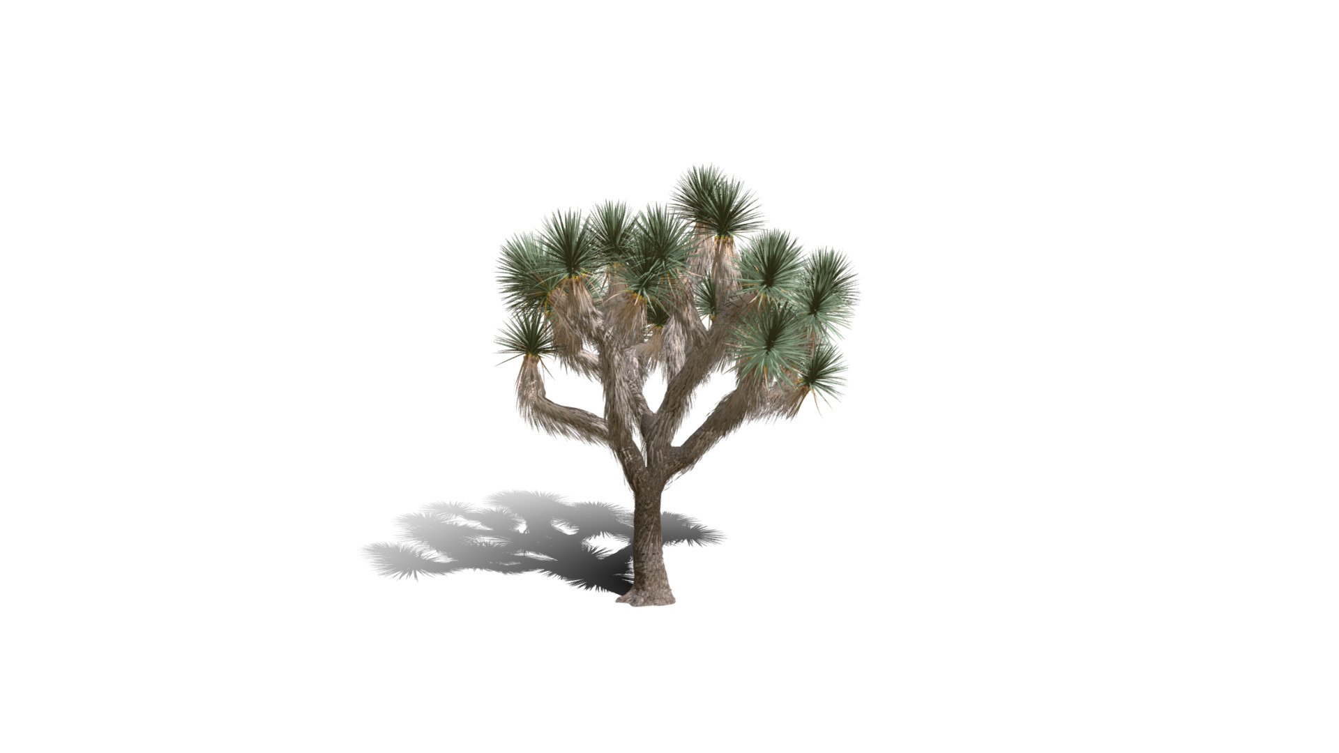 Realistic HD Joshua tree (29/30) - Buy Royalty Free 3D model by ...