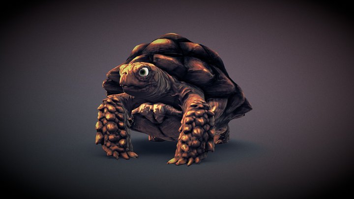 Tortoises 3D models - Sketchfab