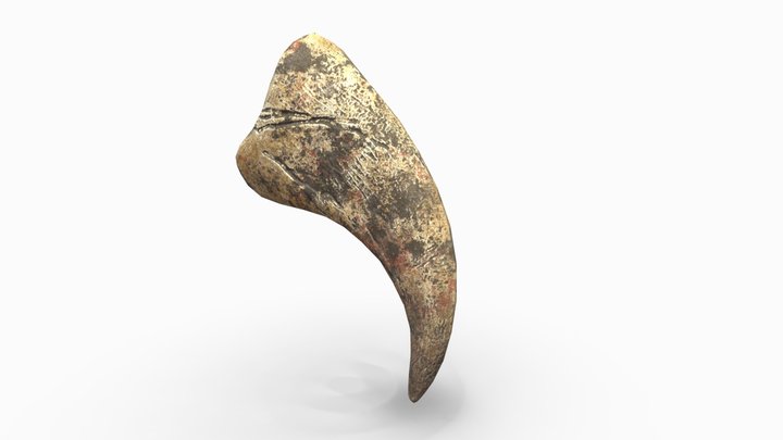 Dino-claw 3D models - Sketchfab