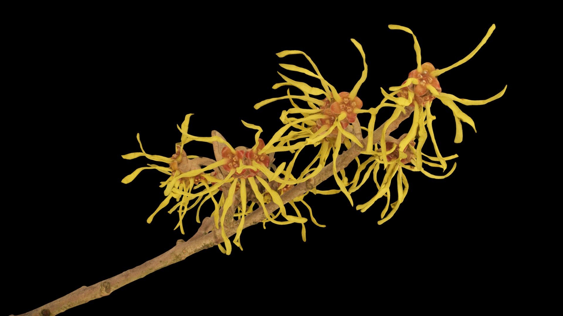 CC0 マンサク Witch Hazel, Hamamelis japonica - Download Free 3D model by ...