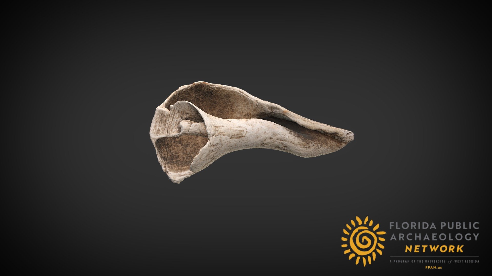 Shell Axe - Download Free 3D model by Florida Public Archaeology ...
