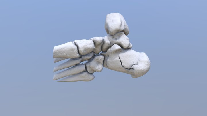 Calcaneus 3D models - Sketchfab